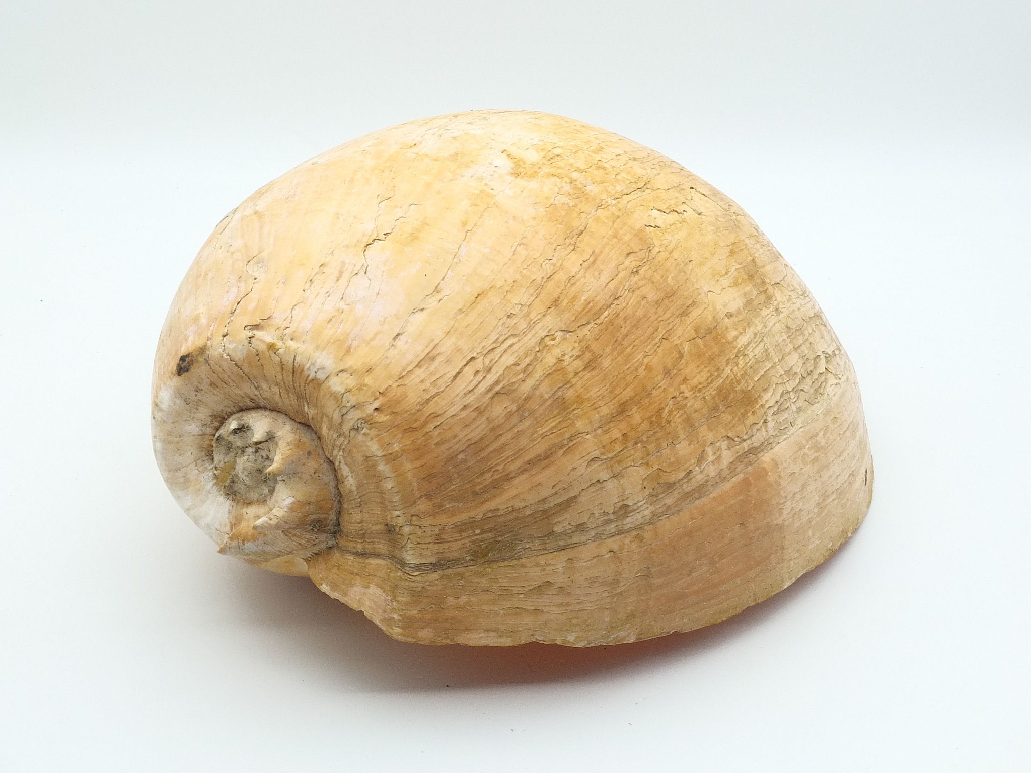 Conch Shell - Lot 1004950 | ALLBIDS