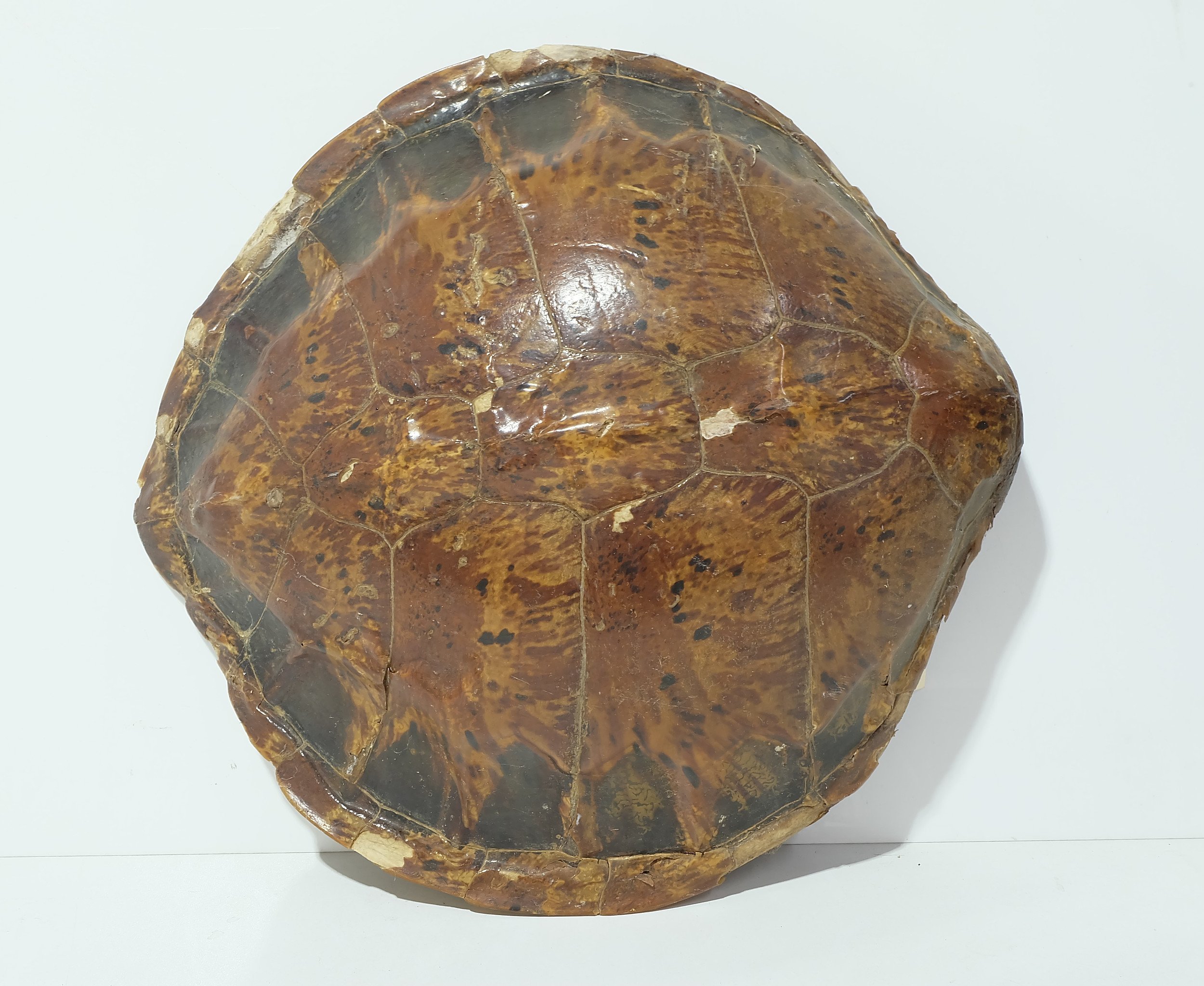 Large Tortoise Shell - Lot 1031066 | ALLBIDS